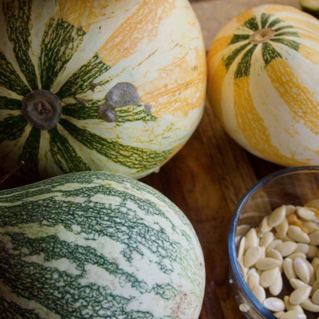 Hopi Origin Cushaw Winter Squash – Mother Earth Living