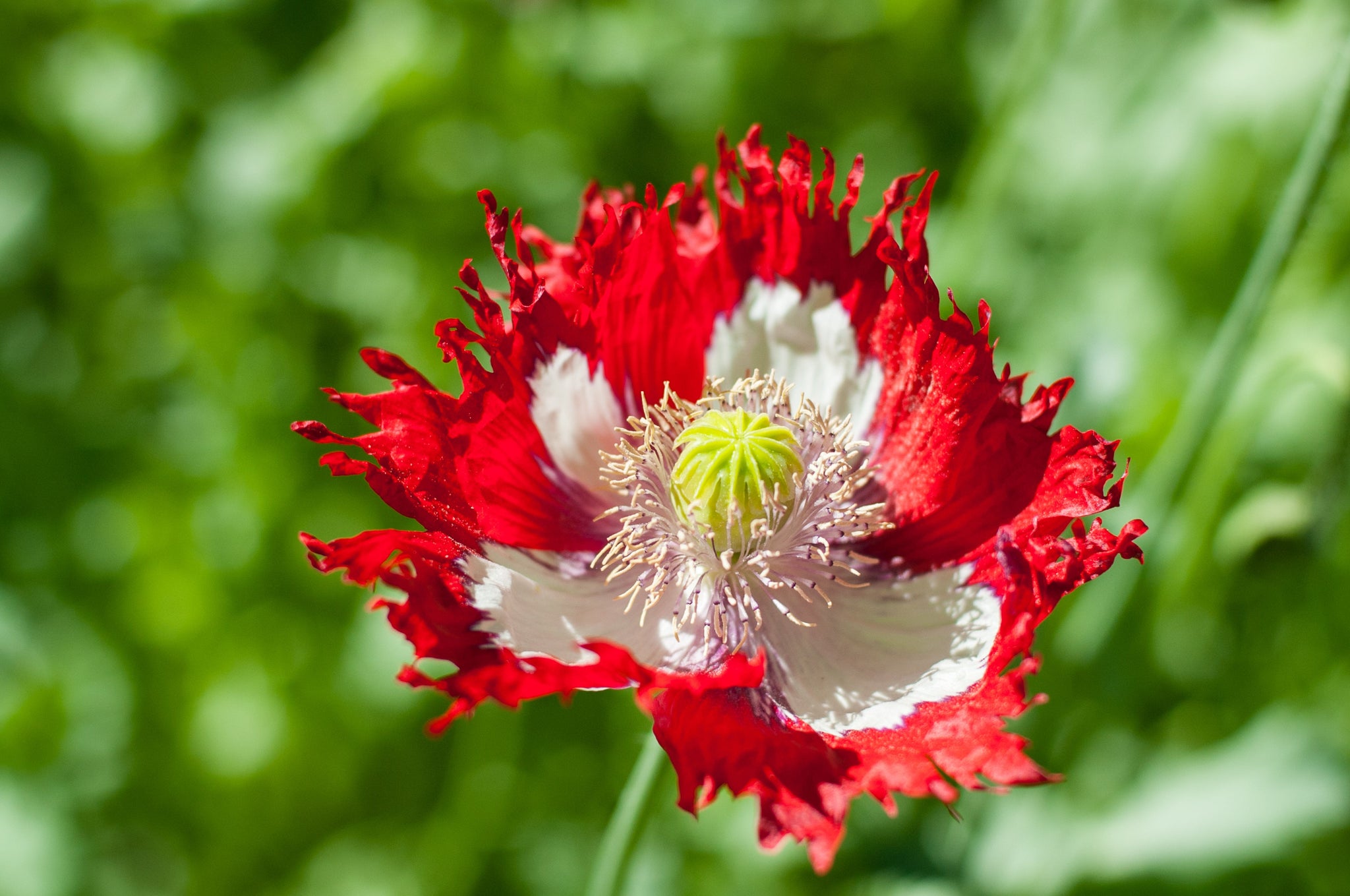 Poppy, Danish Flag (Papaver somniferum) – Mother Earth Living
