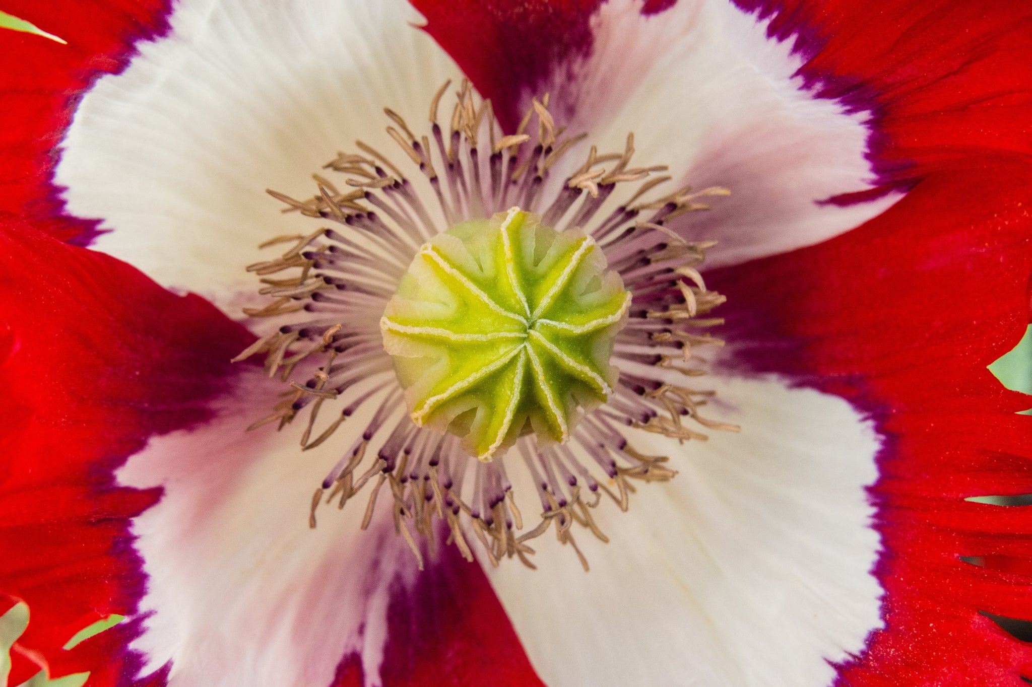 Poppy, Danish Flag (Papaver somniferum) – Mother Earth Living