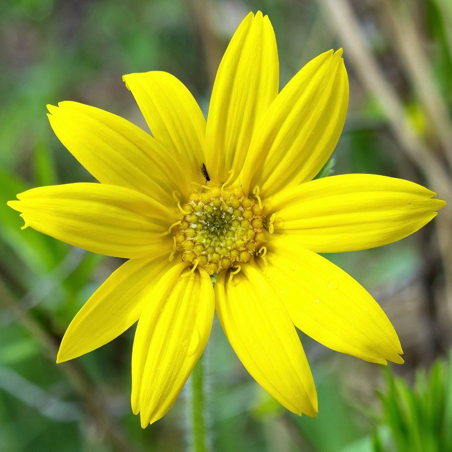 Arnica, Heartleaf (Arnica cordifolia) – Mother Earth Living