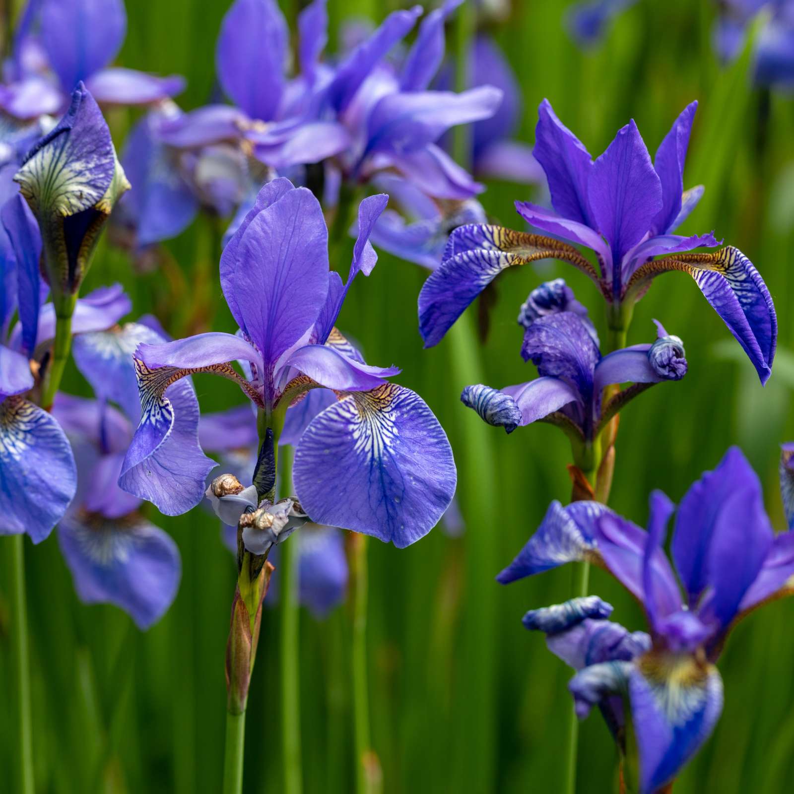 Iris, Wild Blue (Iris missouriensis) – Mother Earth Living