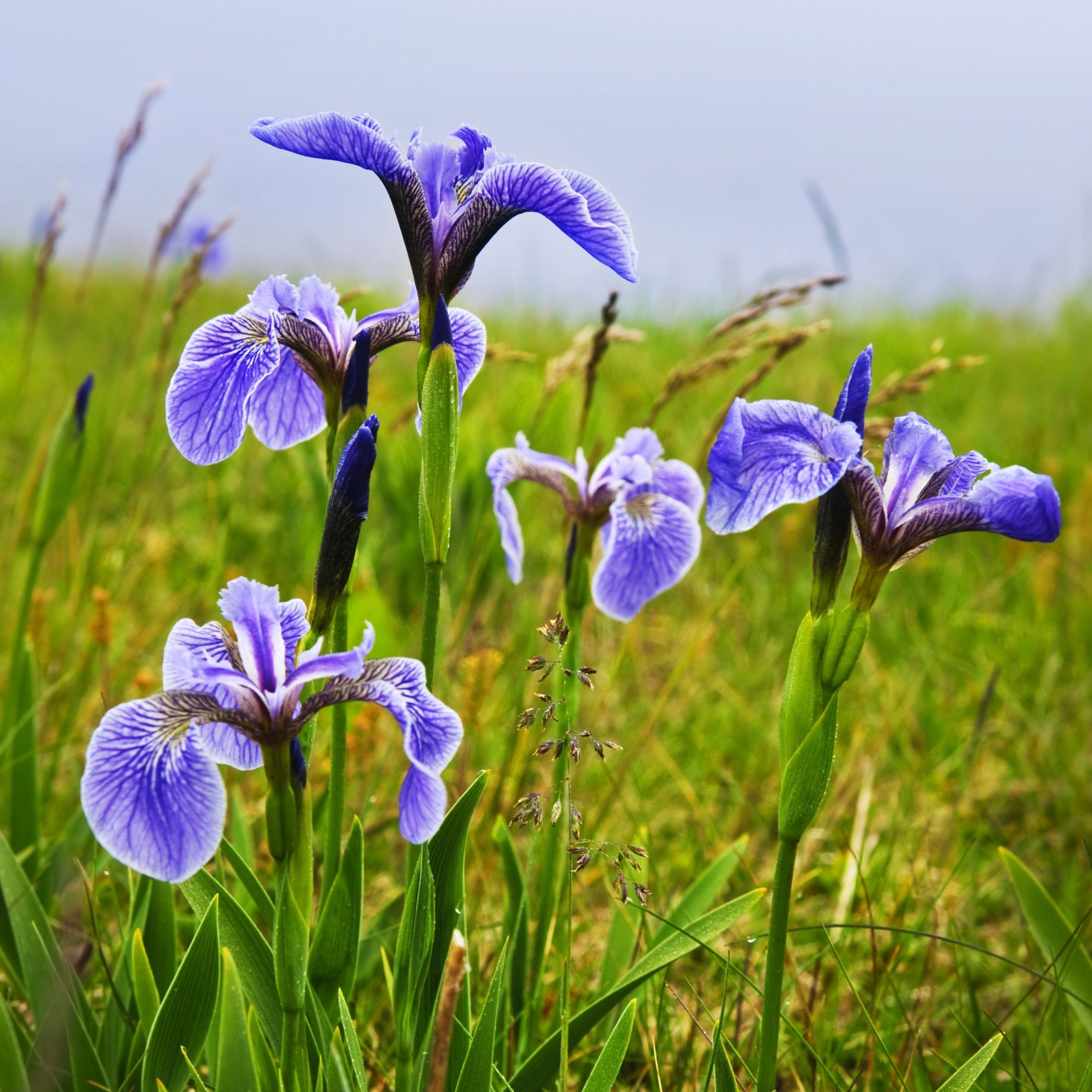 Iris, Blue Flag (Iris versicolor) – Mother Earth Living