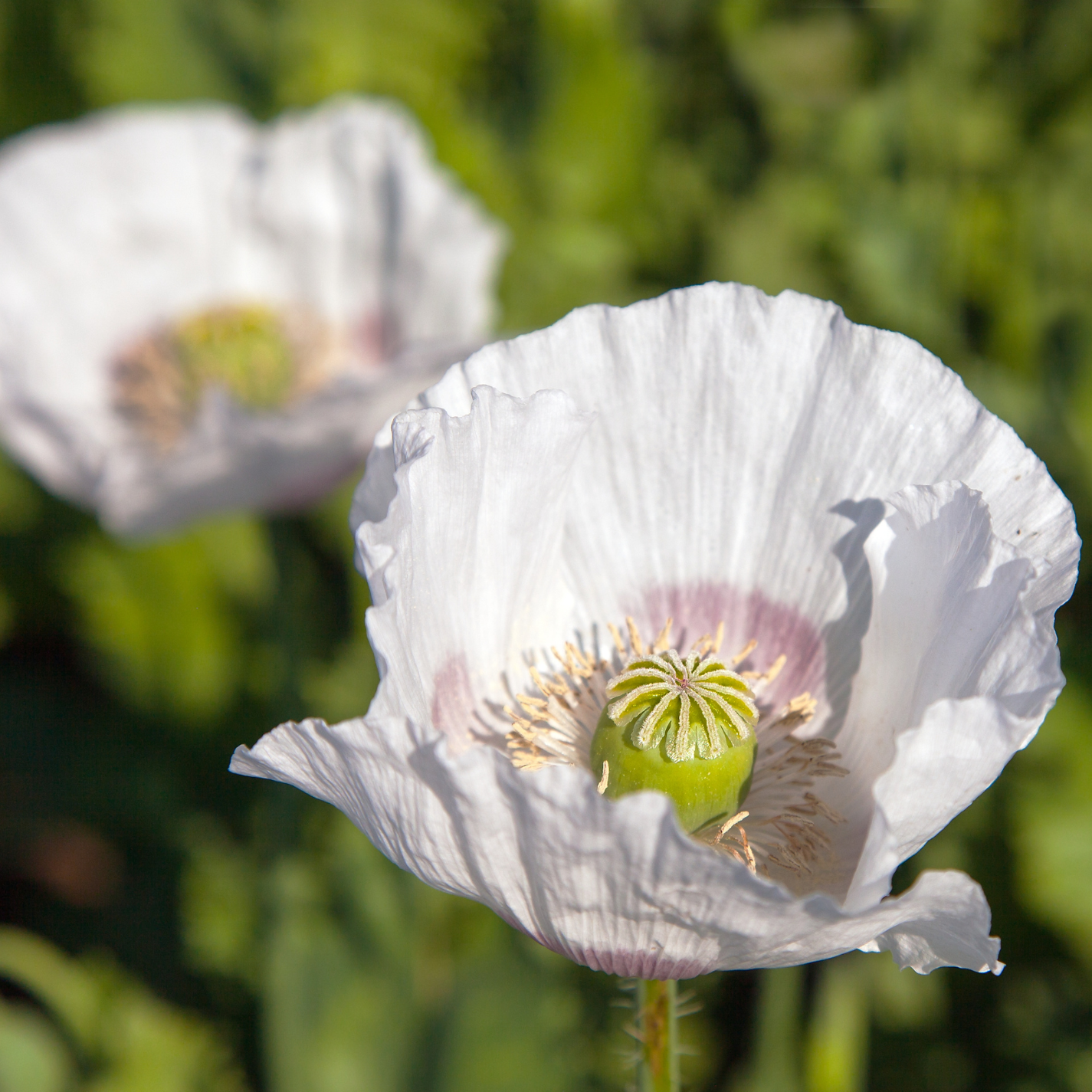 Giant White Poppy – Mother Earth Living