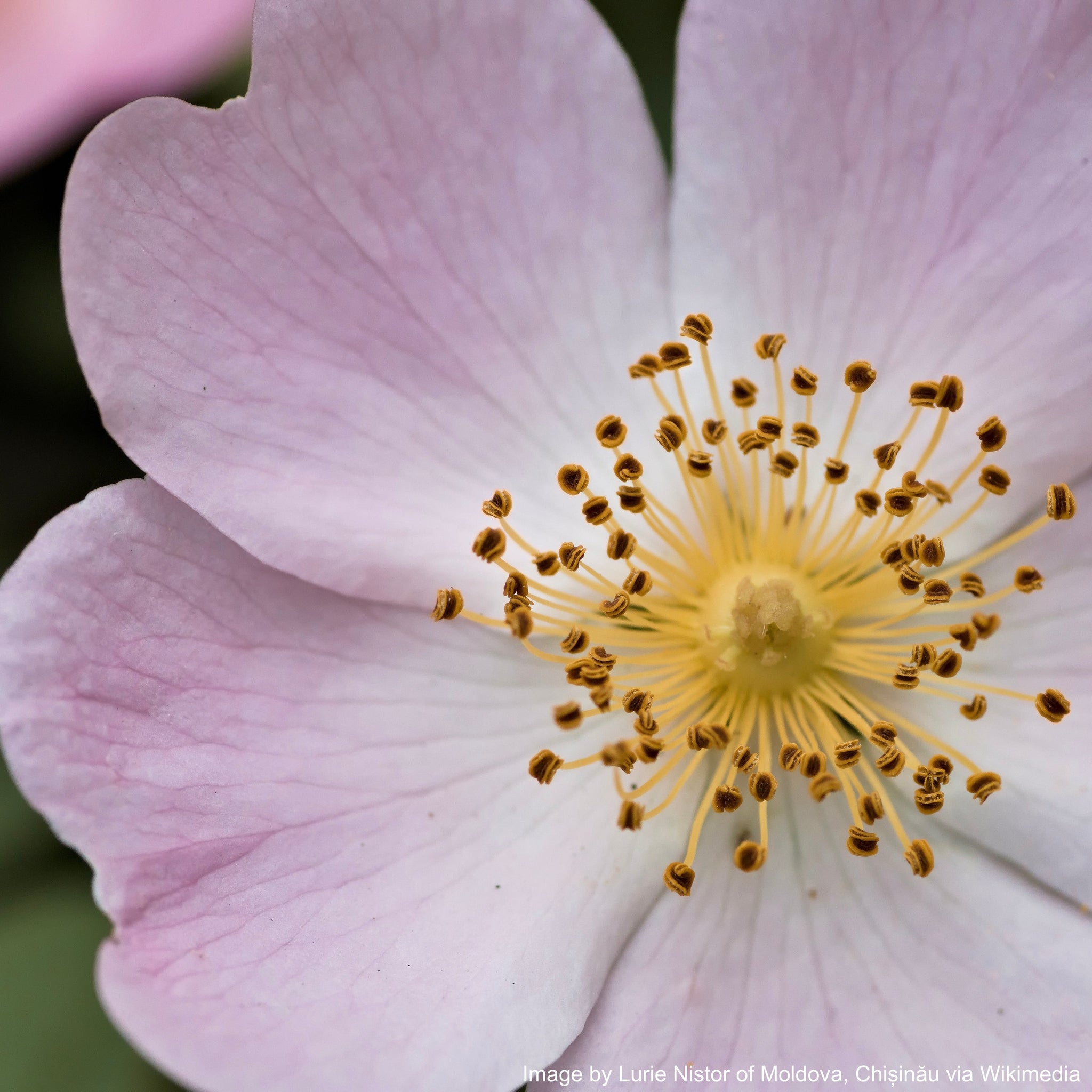 Rose, Wild Prairie (Rosa arkansana) – Mother Earth Living