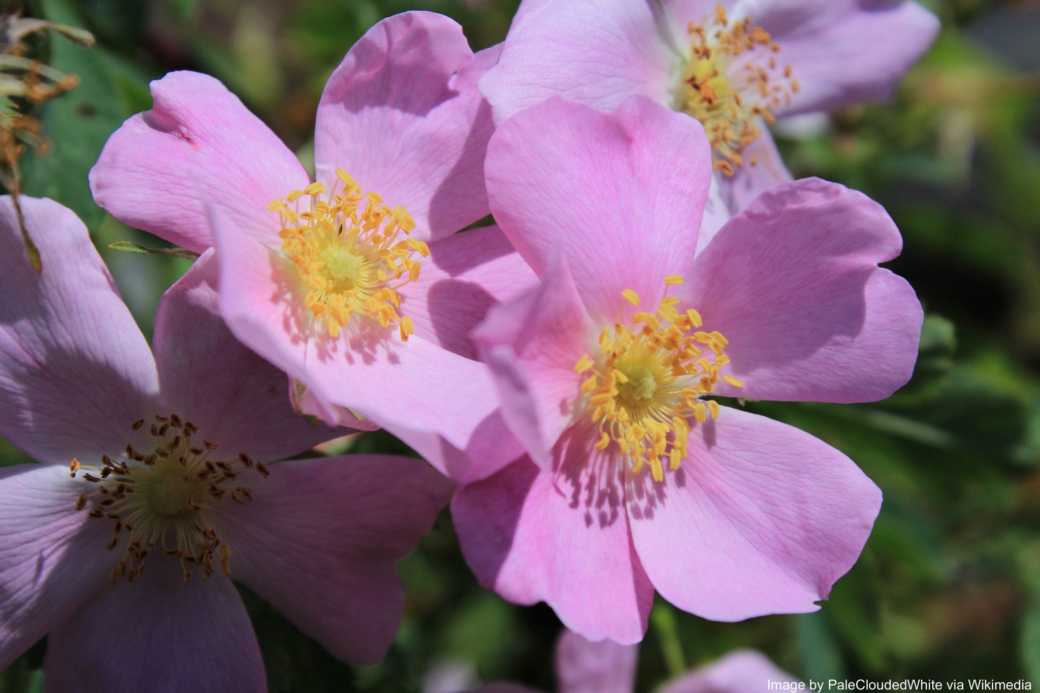 Rose, Wild Prairie (Rosa arkansana) – Mother Earth Living
